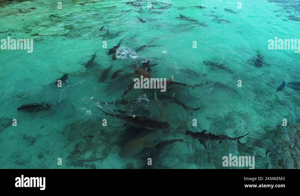 Shallow water zone Stock Videos & Footage - HD and 4K Video Clips - Alamy