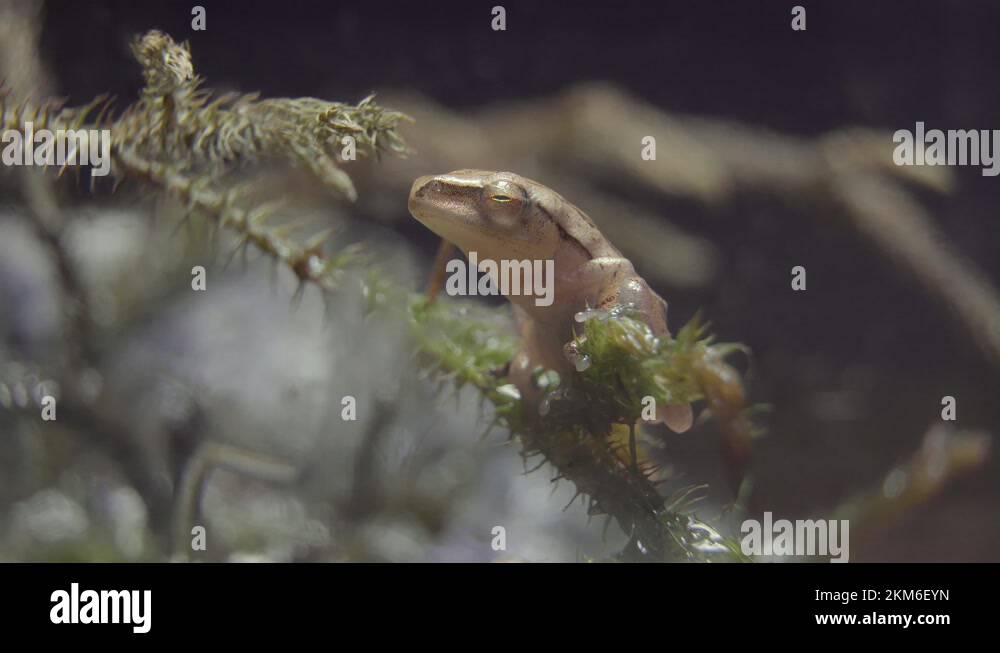 Asia frog Stock Videos & Footage - HD and 4K Video Clips - Alamy