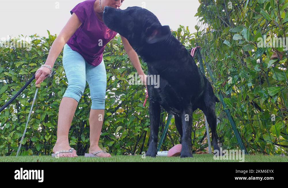 Labrador shaking water Stock Videos & Footage - HD and 4K Video Clips ...