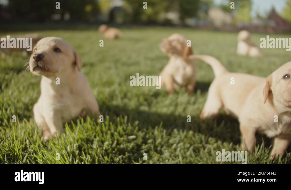 Golden lab puppies sitting and sniffing the air after eating food Stock ...