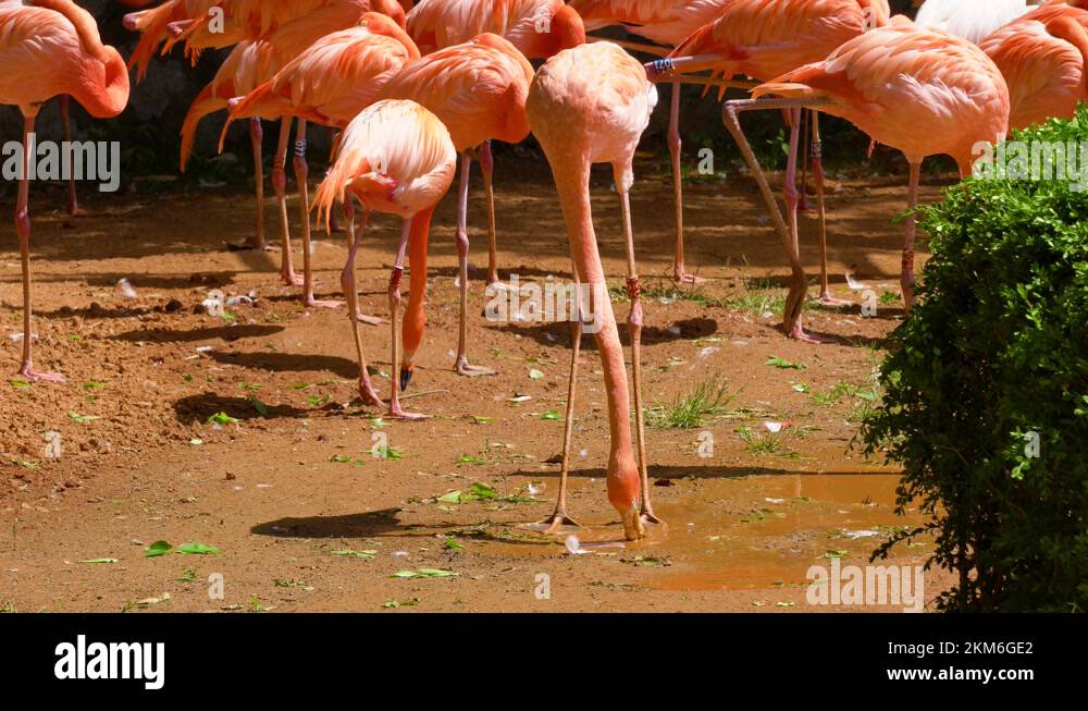 Flamingo beak in water Stock Videos & Footage - HD and 4K Video Clips ...