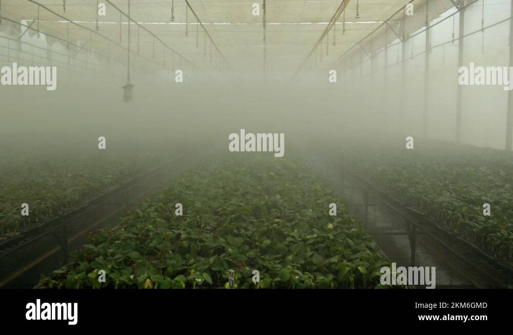 Misting system Stock Videos & Footage - HD and 4K Video Clips - Alamy
