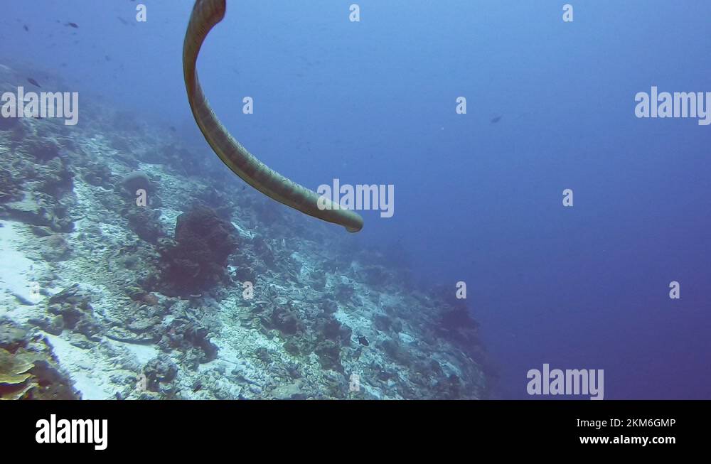 Sea snake tail Stock Videos & Footage - HD and 4K Video Clips - Alamy