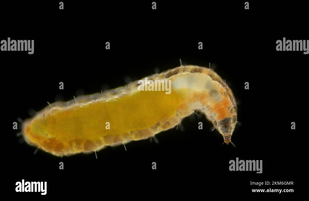 larva of an insect of the family Cecidomyiidae under a microscope. gall ...