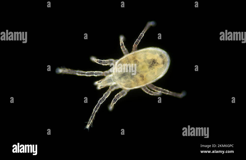 Mite of the order Mesostigmata under a microscope, class Arachnida ...