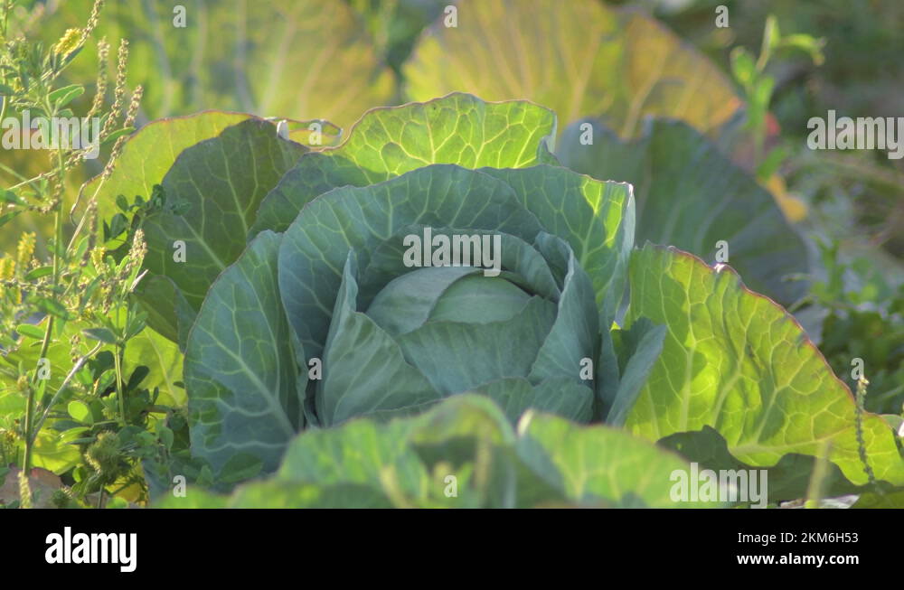 Vegetable orchard Stock Videos & Footage - HD and 4K Video Clips - Alamy