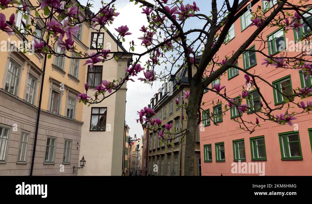 Old magnolia tree Stock Videos & Footage - HD and 4K Video Clips - Alamy