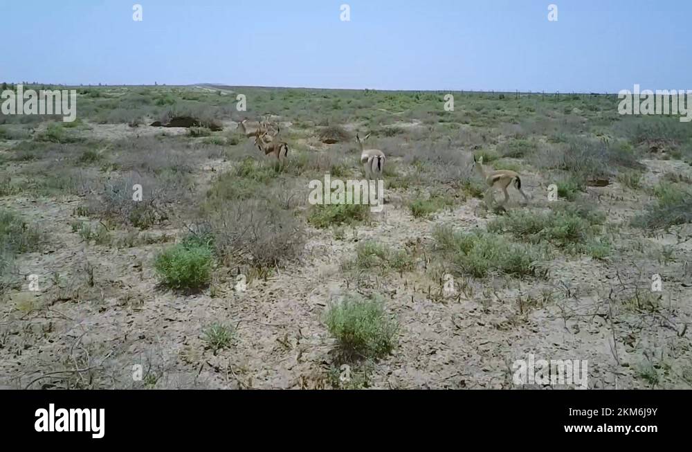 Gazelle of desert Stock Videos & Footage - HD and 4K Video Clips - Alamy