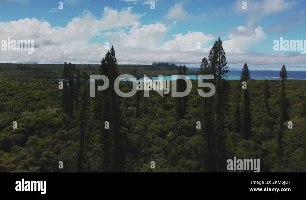 Columnar conifer tree Stock Videos & Footage - HD and 4K Video Clips ...