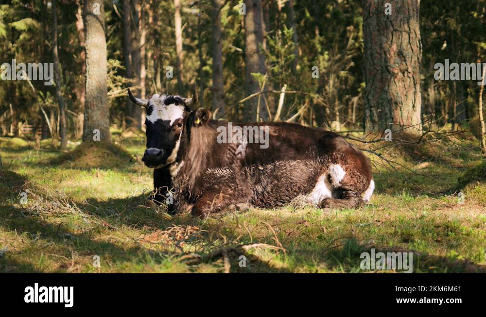 Diary cow Stock Videos & Footage - HD and 4K Video Clips - Alamy