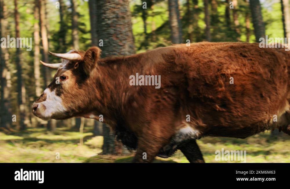 Feral cow Stock Videos & Footage - HD and 4K Video Clips - Alamy