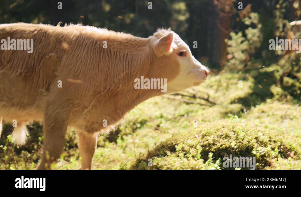 Cow calf rest in Stock Videos & Footage - HD and 4K Video Clips - Alamy