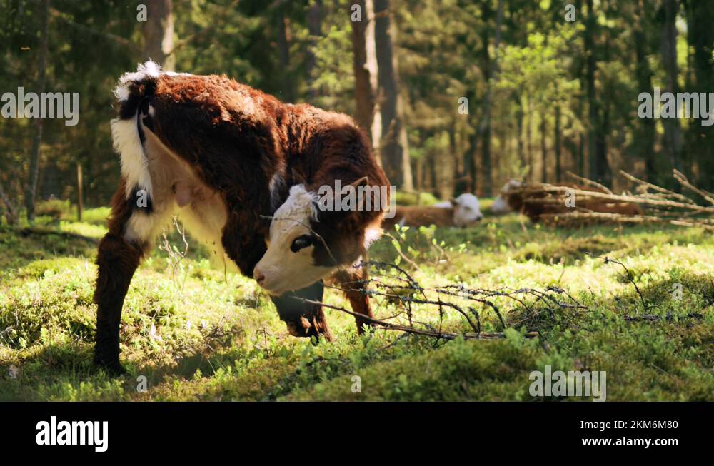 Young Highland calf grazing and mooing in forest with other cows in ...