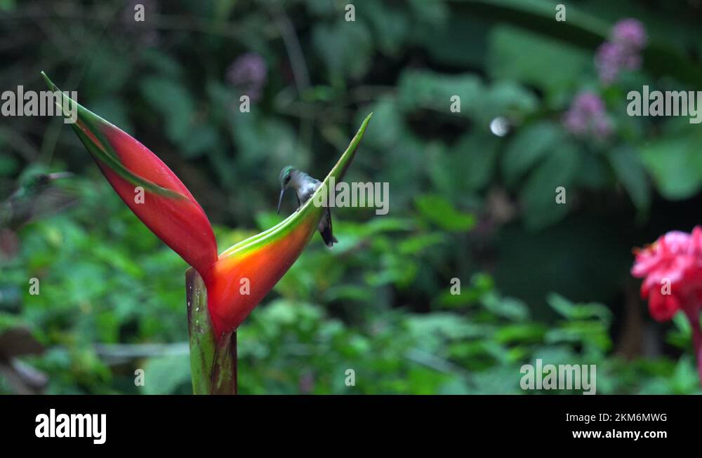Colibri birds Stock Videos & Footage - HD and 4K Video Clips - Alamy