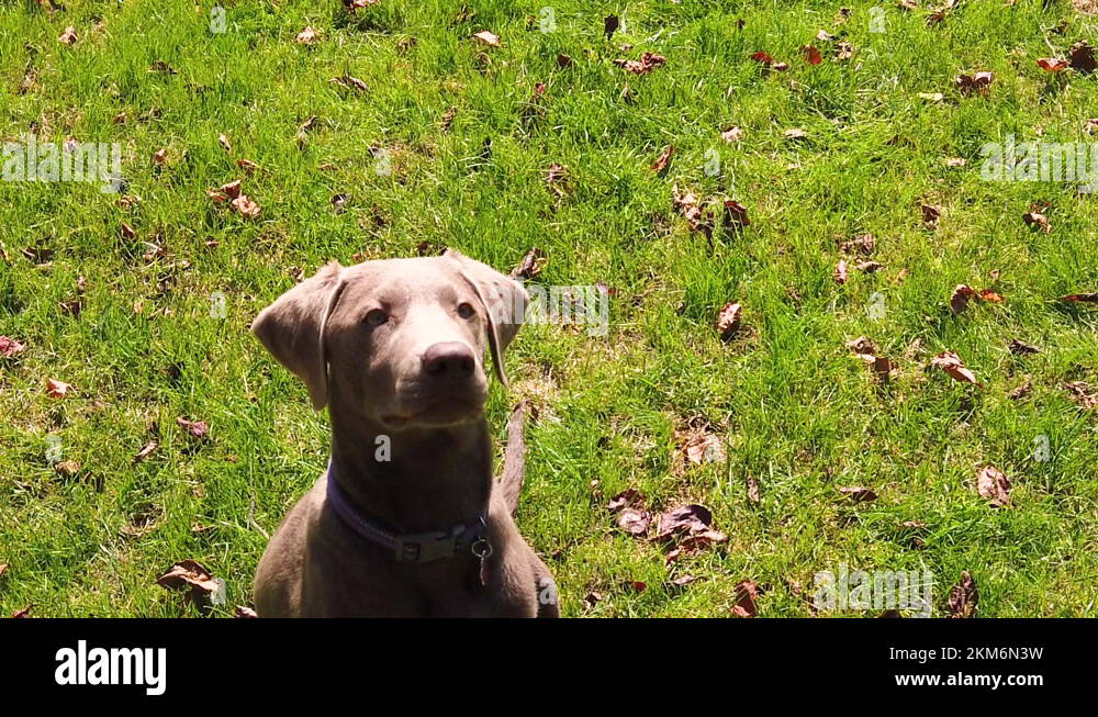 Beautiful labrador retriever Stock Videos & Footage - HD and 4K Video ...