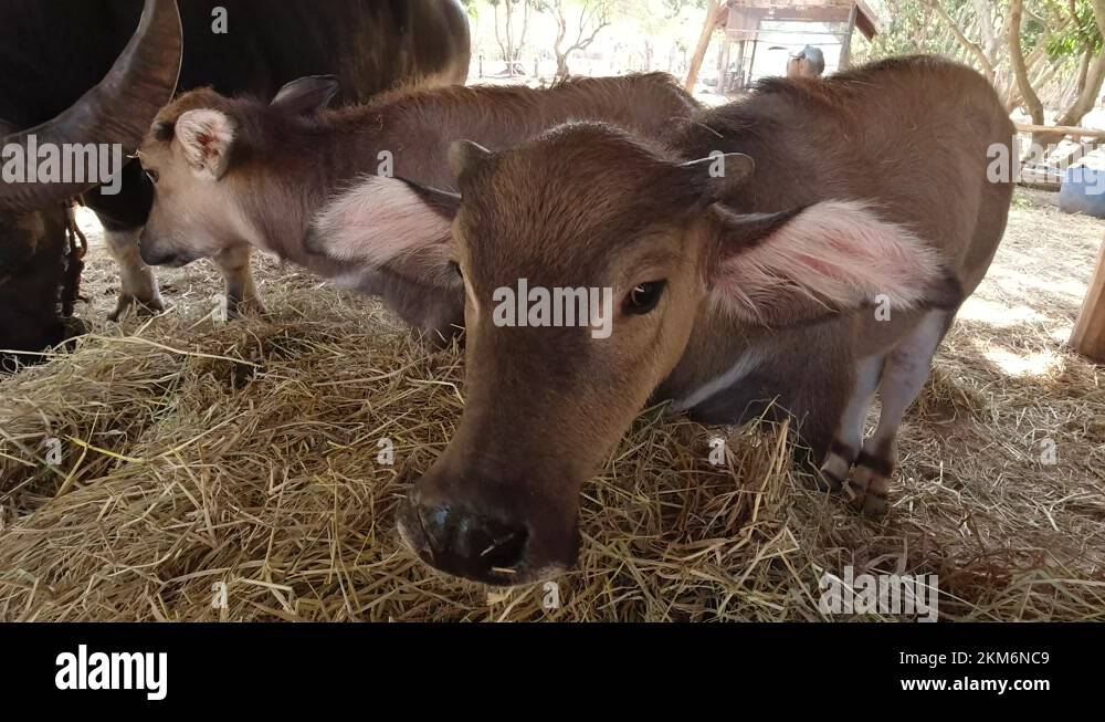 Young Asian Water Buffalo calf eating in a petting zoo in Thailand ...