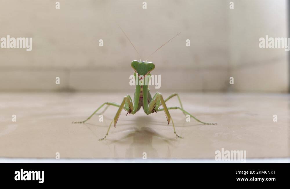 Praying mantis dance Stock Videos & Footage - HD and 4K Video Clips - Alamy