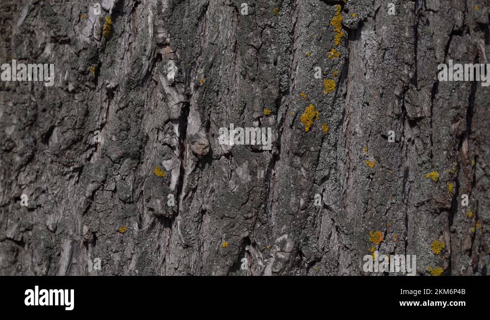 Huge oak bark background Stock Videos & Footage - HD and 4K Video Clips ...