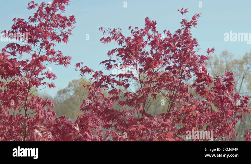 Redtree Stock Videos & Footage - HD and 4K Video Clips - Alamy