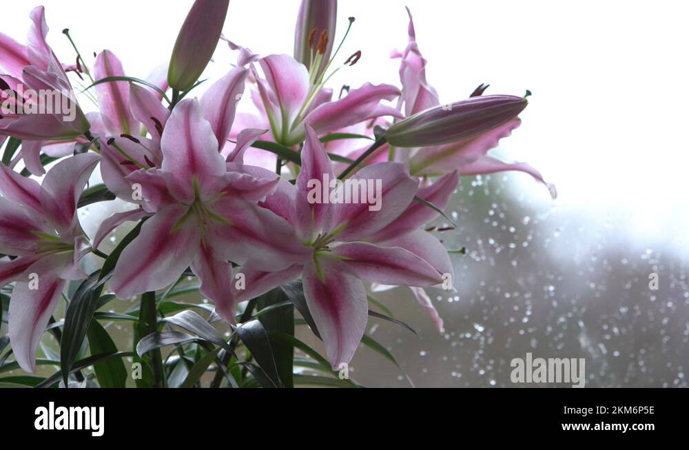 Lily bunch Stock Videos & Footage - HD and 4K Video Clips - Alamy