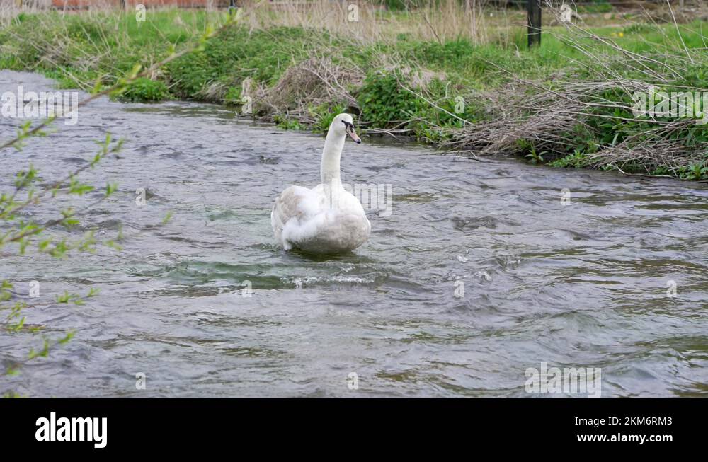 Flapping wings water plants Stock Videos & Footage - HD and 4K Video ...