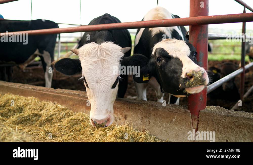 Cow feeding process in the farm, a group of cows are fed. Dairy cattle ...