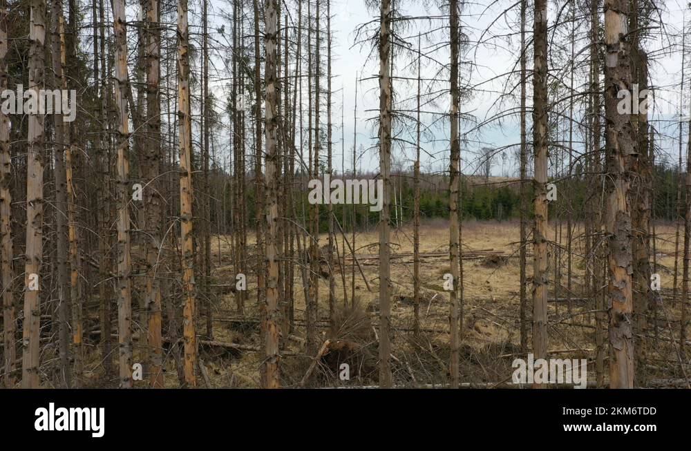 Wood aerial bark beetle drone pest Ips typographus dead spruce tree ...