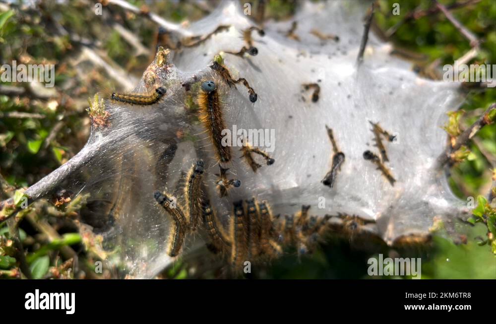 Moth caterpillar web Stock Videos & Footage - HD and 4K Video Clips - Alamy