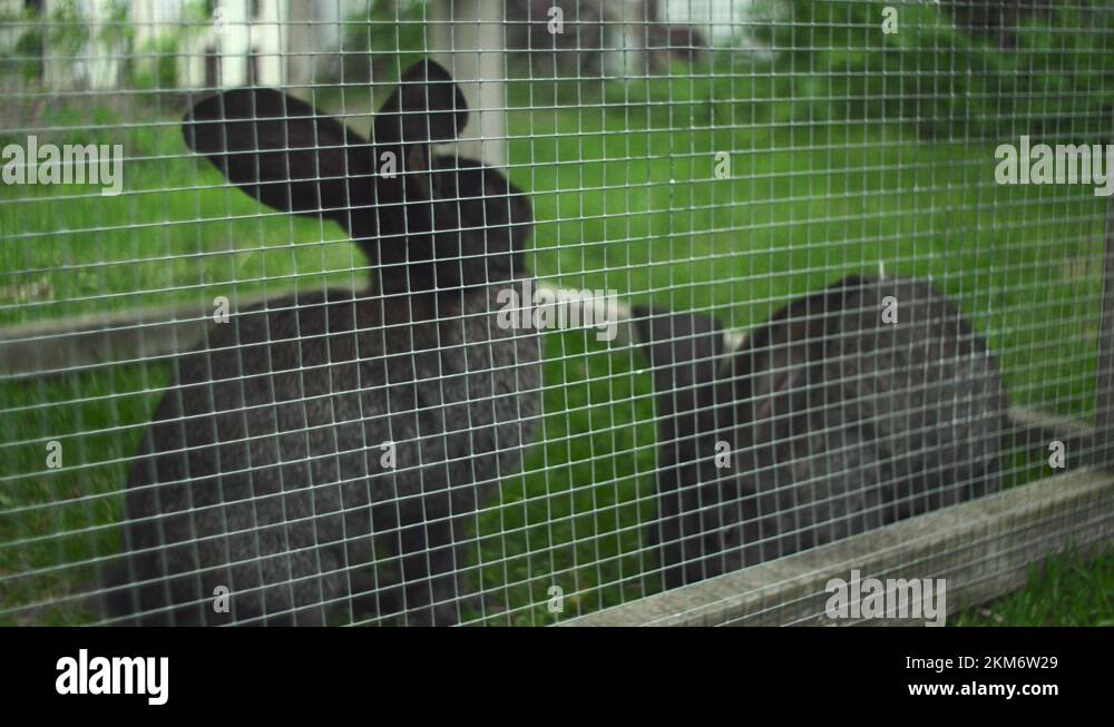 Rabbit muzzle Stock Videos & Footage - HD and 4K Video Clips - Alamy