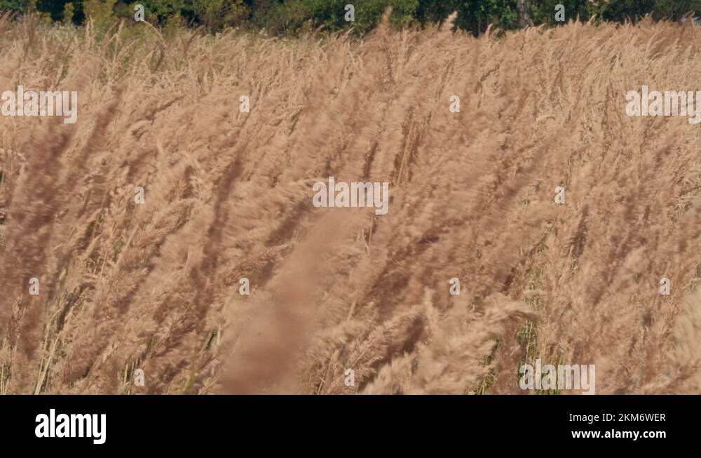 Field of long grass sway in the strong wind. 4K close up with sound of ...