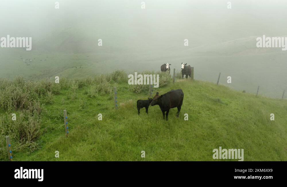 Aberdeen Angus Cow Stock Videos And Footage Hd And 4k Video Clips Alamy