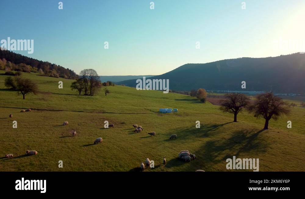 Field for sheep Stock Videos & Footage - HD and 4K Video Clips - Alamy
