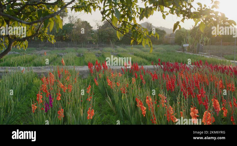 Gladiolus gladiola Stock Videos & Footage - HD and 4K Video Clips - Alamy