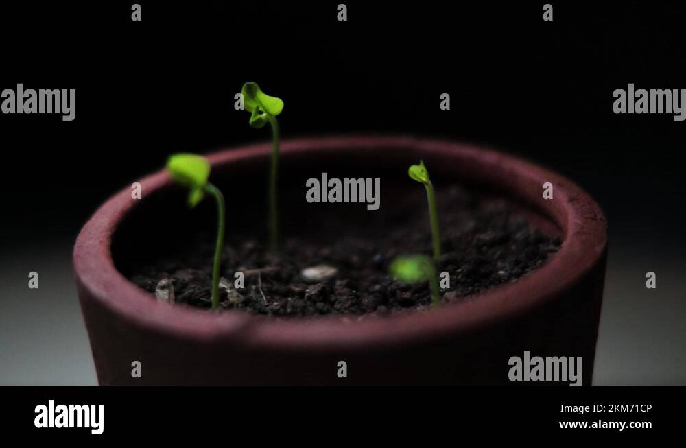 Light and dark in plants growing Stock Videos & Footage - HD and 4K ...