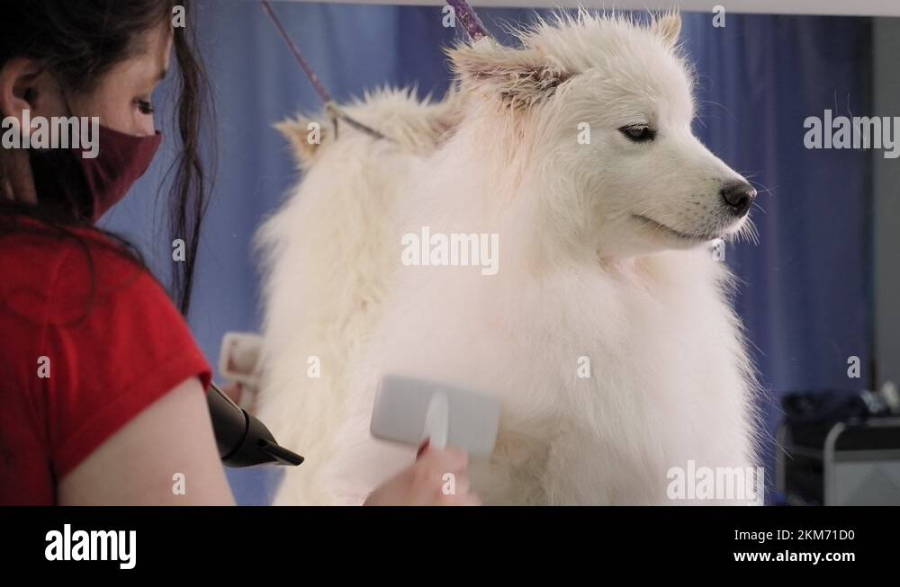 Female samoyed Stock Videos & Footage - HD and 4K Video Clips - Alamy
