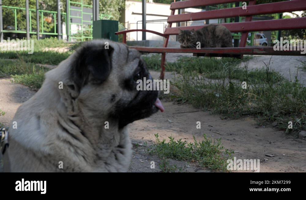 Inattentive dog Stock Videos & Footage - HD and 4K Video Clips - Alamy