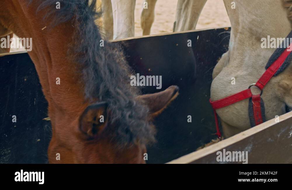 Young chestnut stallion breed Stock Videos & Footage - HD and 4K Video ...