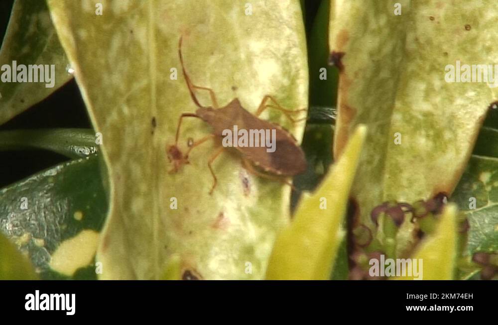 Stink bug england Stock Videos & Footage - HD and 4K Video Clips - Alamy