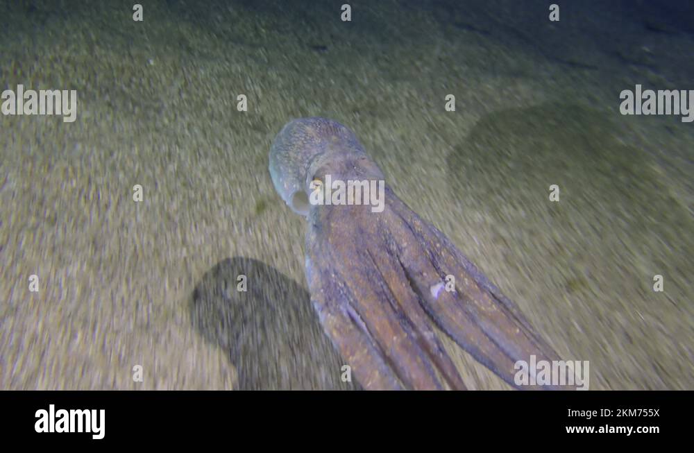 Atlantic giant squid Stock Videos & Footage - HD and 4K Video Clips - Alamy