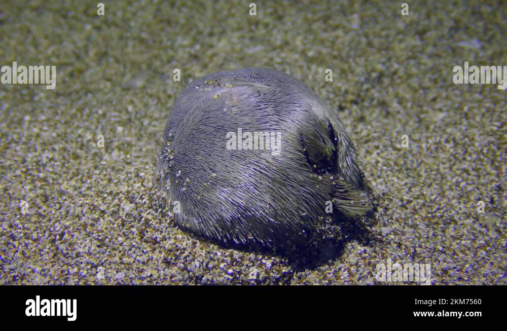 Common heart urchin Stock Videos & Footage - HD and 4K Video Clips - Alamy