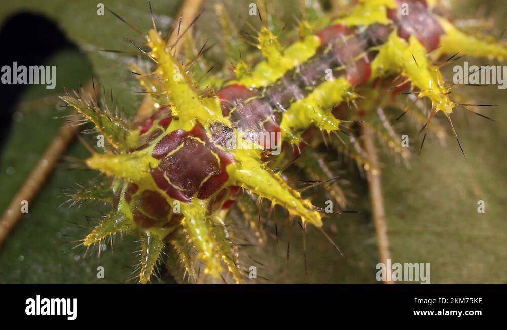 Stinging slug caterpillar Stock Videos & Footage - HD and 4K Video ...