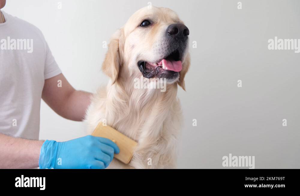 Clean a golden retriever Stock Videos & Footage - HD and 4K Video Clips ...