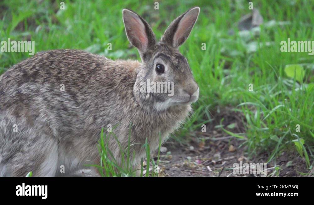 A wild rabbit Stock Videos & Footage - HD and 4K Video Clips - Alamy