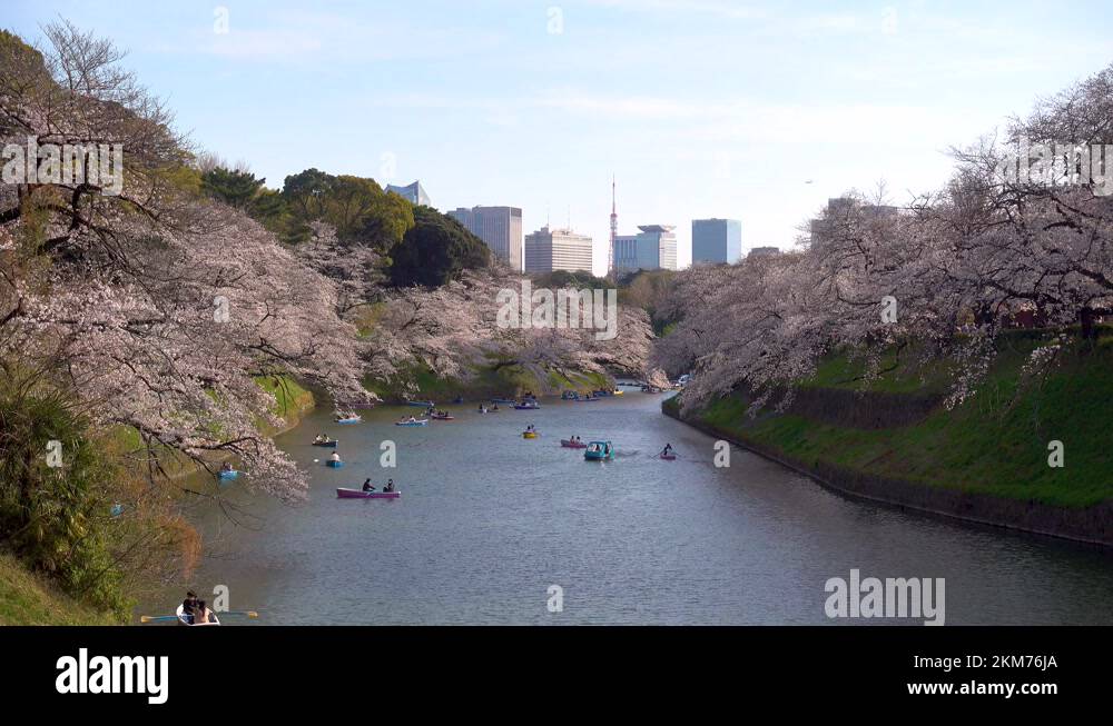 Iconic sightseeing view in Tokyo, Japan with Sakura trees and Tokyo ...