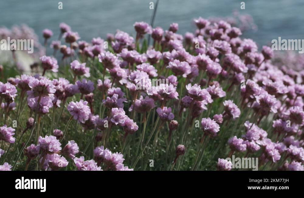 Armeriamaritima Stock Videos & Footage - HD and 4K Video Clips - Alamy
