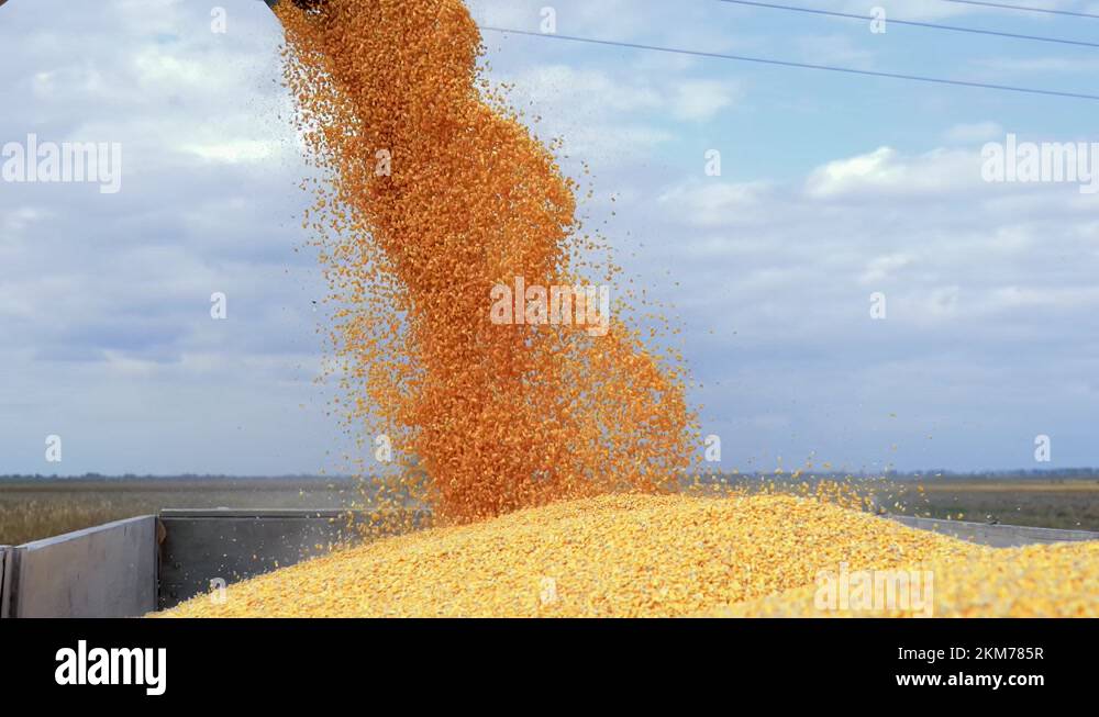Corn Grain Falling from Combine Auger into Grain Cart - Zoom In Shot ...