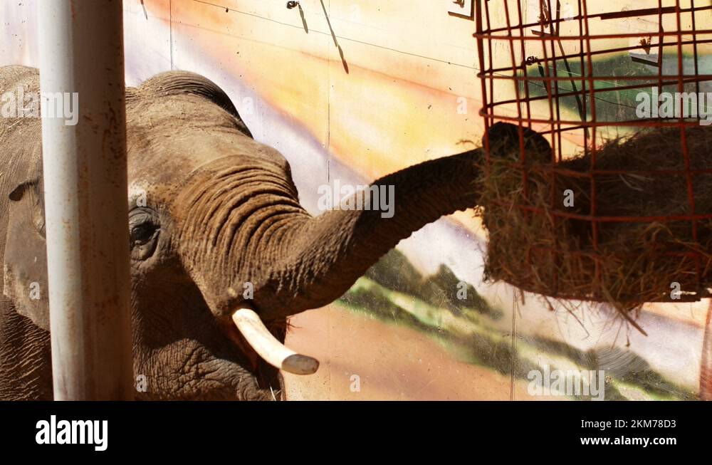 The elephant in the zoo is eating hay with its trunk. Close-up of an ...