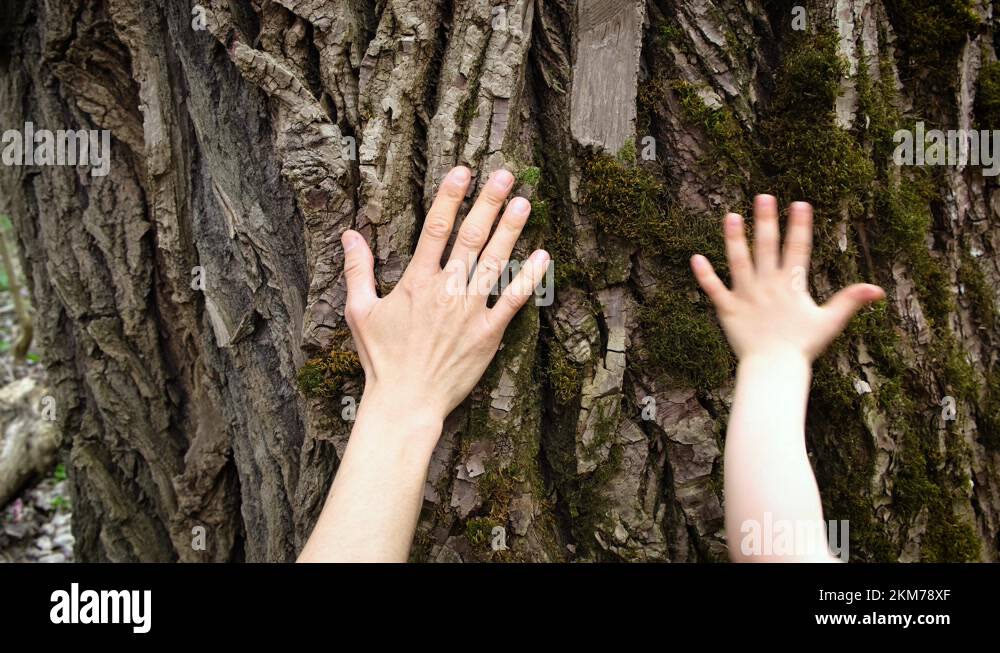 Hands of adult man and small child touching old bark on huge oak tree ...