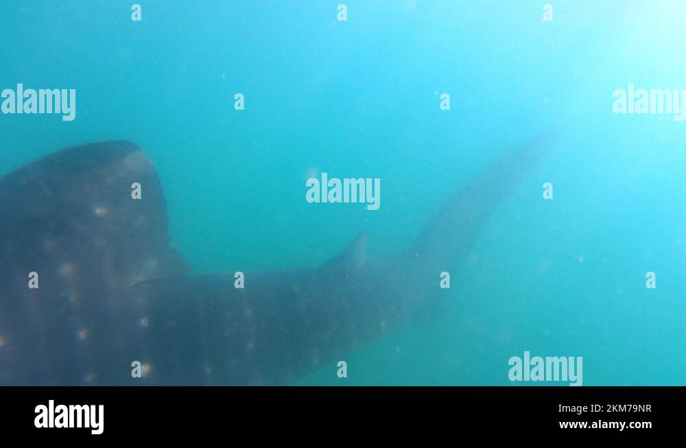 Shark eating blue whale Stock Videos & Footage - HD and 4K Video Clips ...