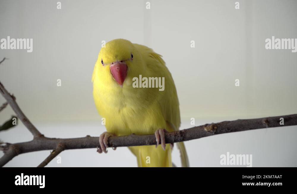 Indian ring neck green parakeet Stock Videos & Footage - HD and 4K ...